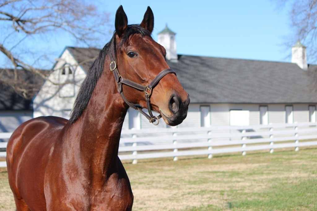 Virginia Horse Festival welcomes Secretariat descendant for birthday ...