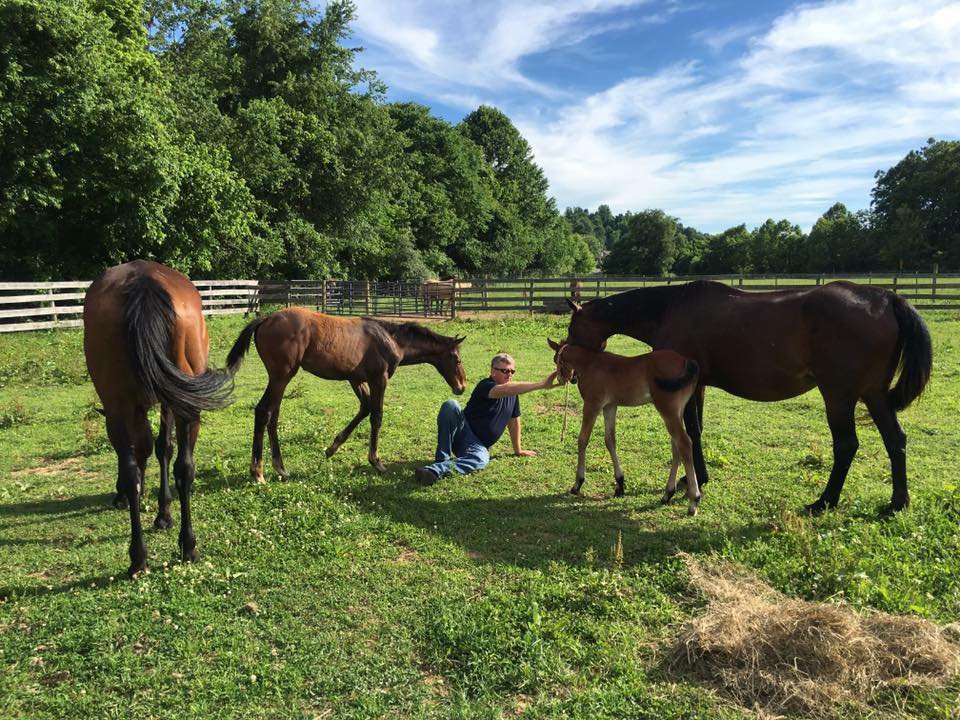 New Freedom Farm making dream of healing humans through horses a ...