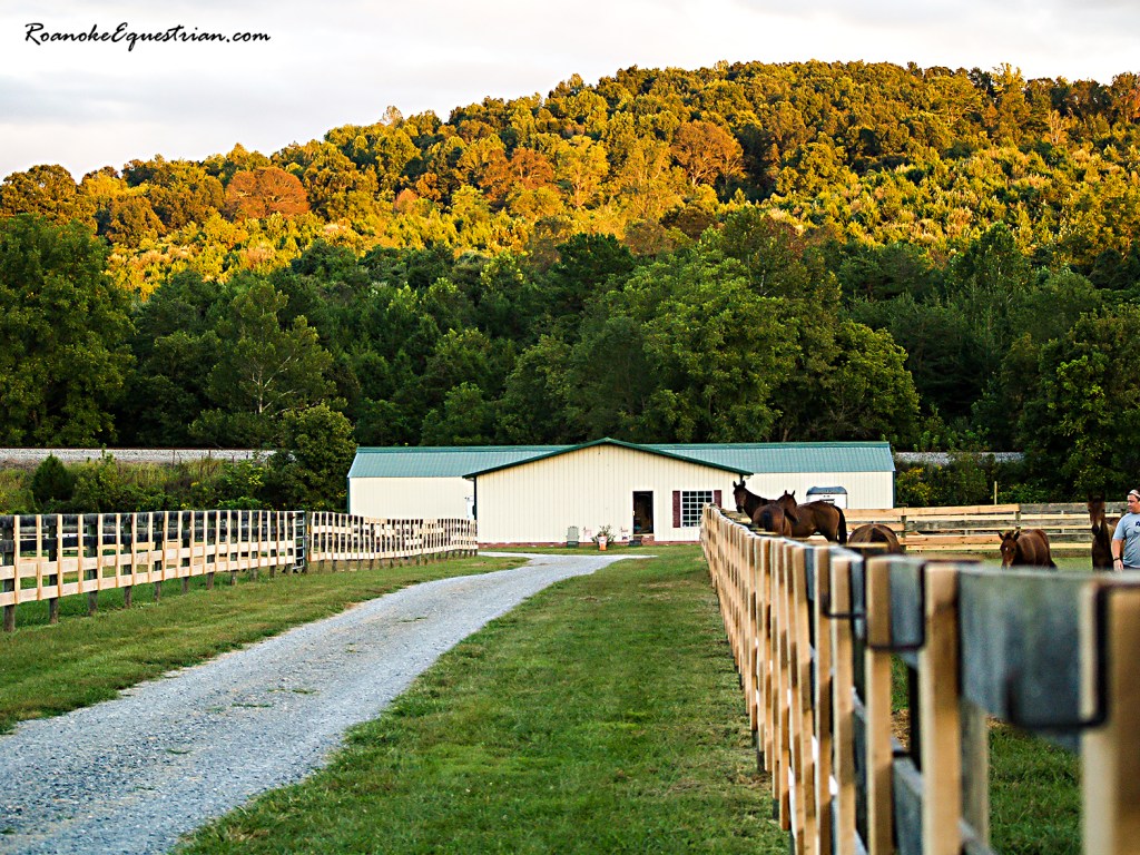 New Freedom Farm making dream of healing humans through horses a ...