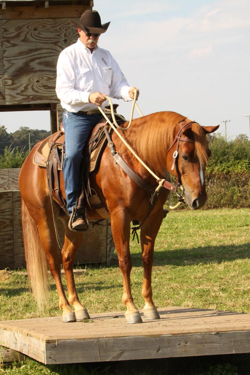 Perfect Partners Equine to hold 2 trail ride clinic weekends along New ...