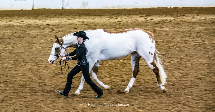 APHA Eastern National Championship entries give hope for growth of ...