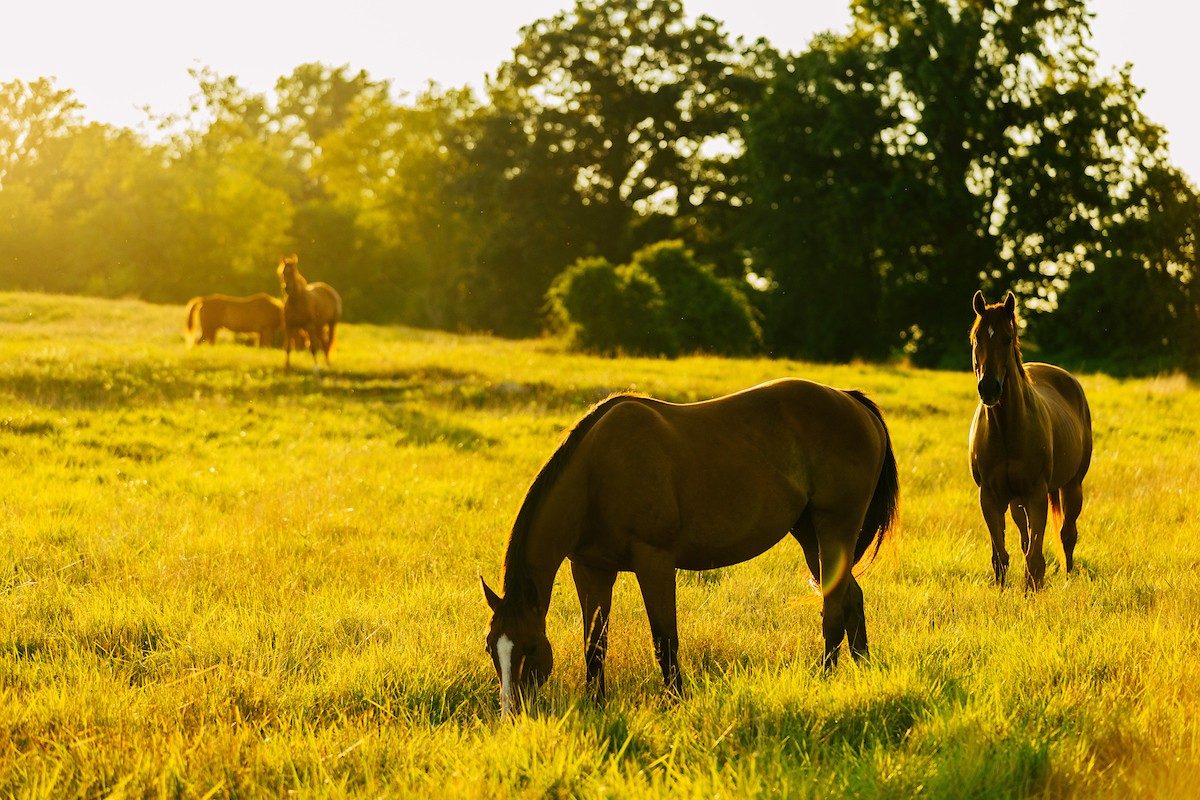 Virginia Tech field days to include equine pasture management, hunt ...